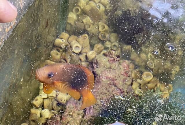 Рыбка клоун морской