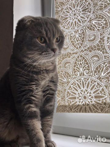 Кот шотландец