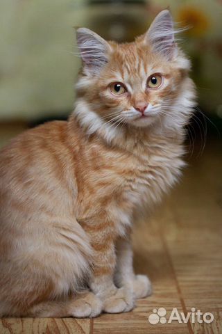 Солнечный котенок