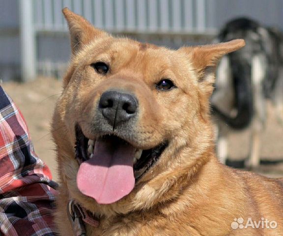 Друг, охранник и супер пес Райт, метис шарпея