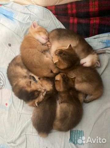 Котята британской золотистой шиншиллы
