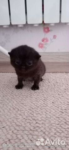 Шотландская вислоухая