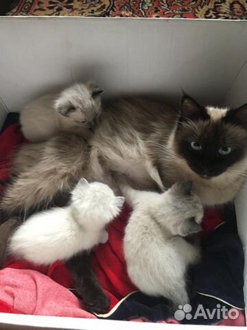 Котята Невской Маскарадной