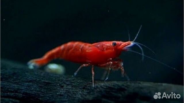 Креветки вишня и синии