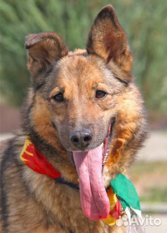 Дынька-умная красавица с добрым сердцем в дар