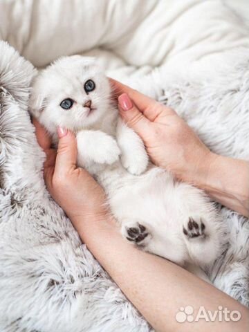 Scottish Fold Kitten show class