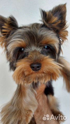 Йоркширский терьер