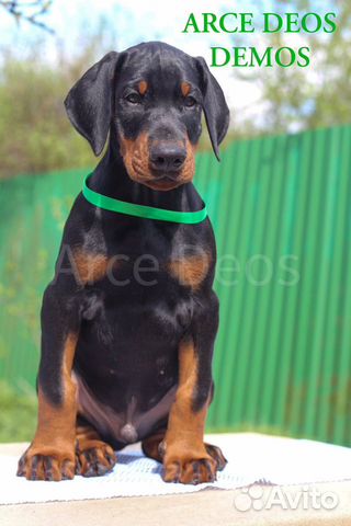 Щенок добермана