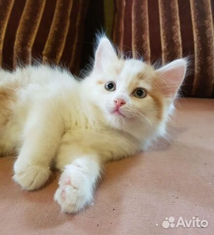 Нежный рыжик