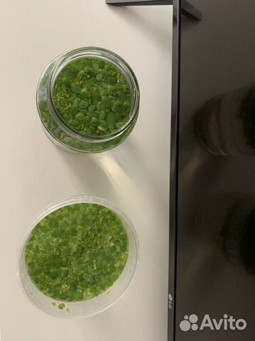 Ряска, пистия