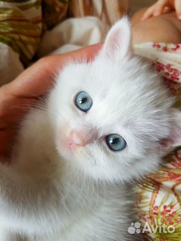 Котенок скоттиш страйт