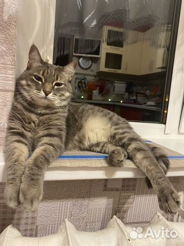 Отдам кота в добрые руки