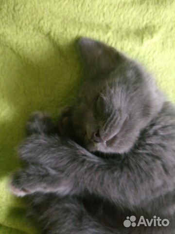 Котенок в заботливую семью