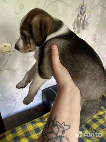 Щенки бигль