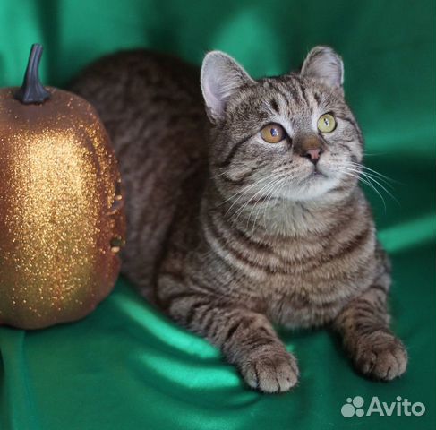 Кот Яшка ищет хозяина