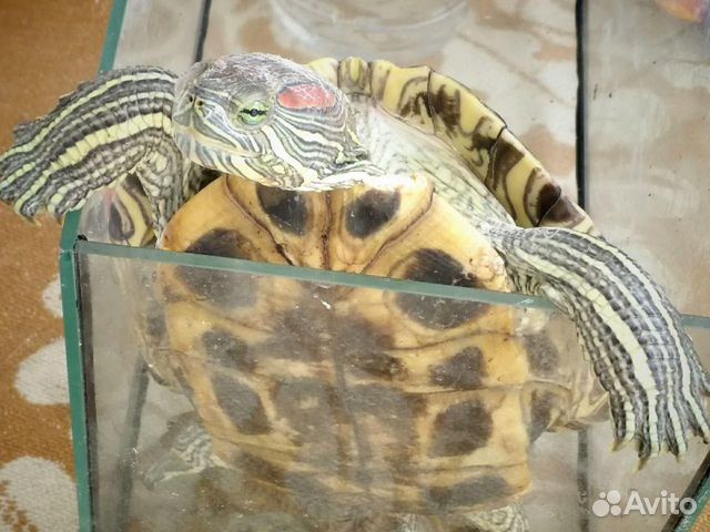 Две черепашки в добрые руки, до конца недели