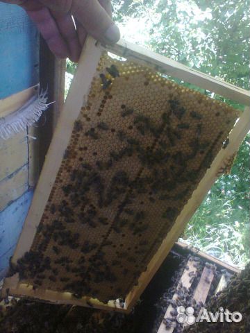 Продам пчелосемьи рут