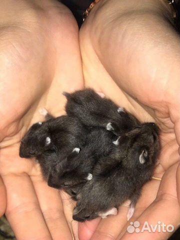 Хомяк кэмпбелла