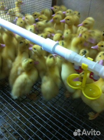 Утята мулард подрощенные