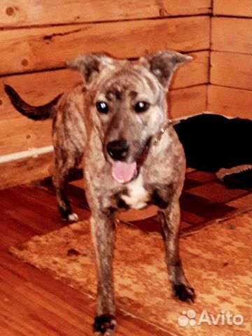 Малышка стаффка, очень ласковая,веселая