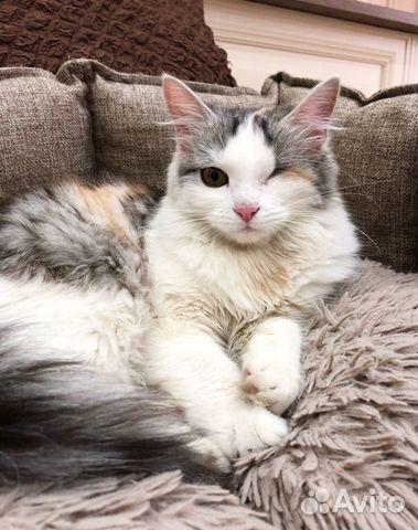 Трехцветная и необычная кошечка Юкки в дар