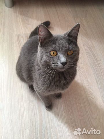 Кот