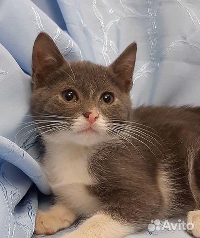 Котенок Кеша :)