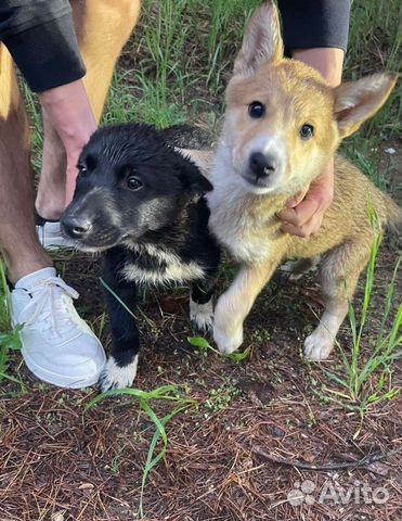 Метис лайки щенки в добрые руки
