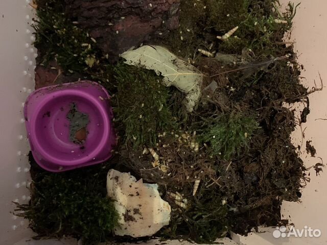 Улитки субулины октона