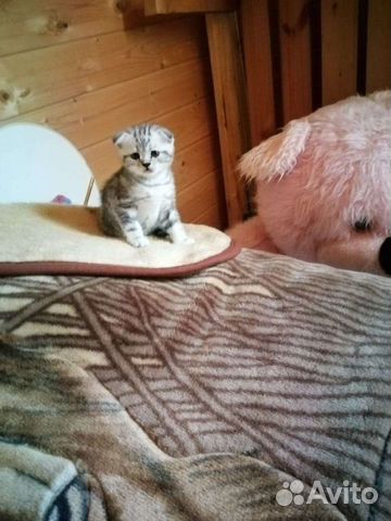 Котята мраморные