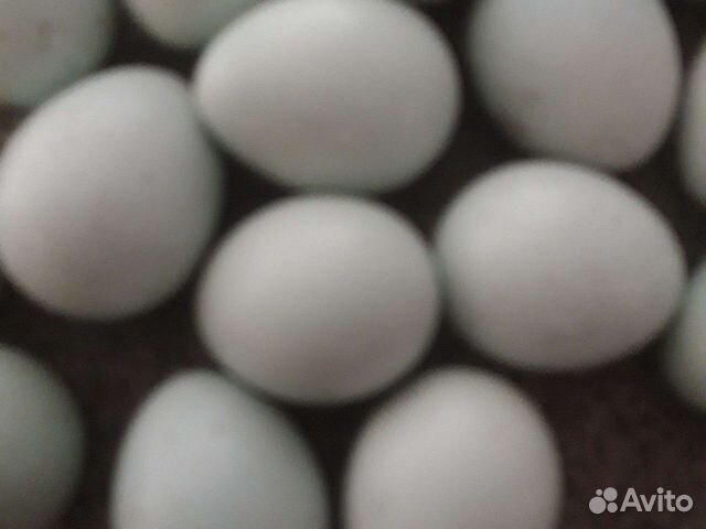 Яйца перепелиные инкубационное