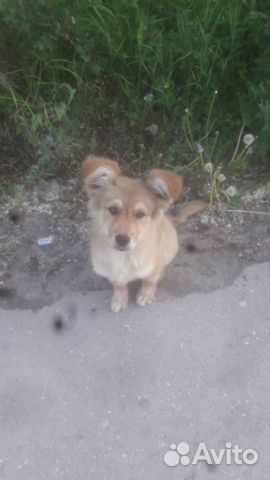 Рыжий щеночек в самые добрые руки