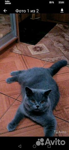 Питомник отдаст кошек