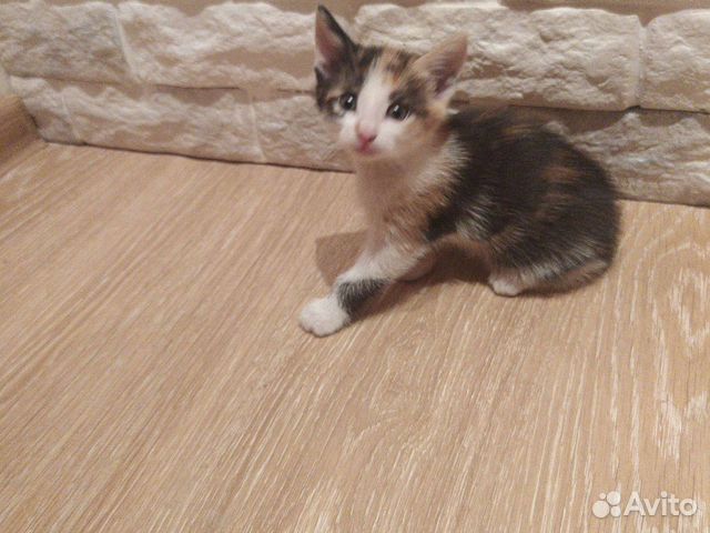 Кошка