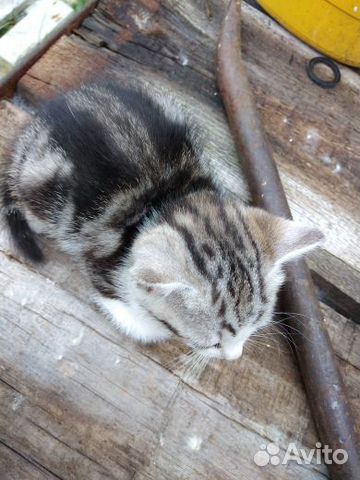 Котенок девочка окрас Дымчатый/голубой табби
