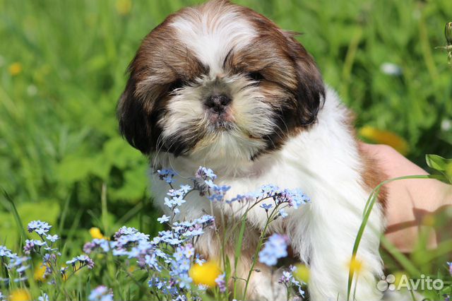 Девочка бело -залотая Кьяра 2 мес