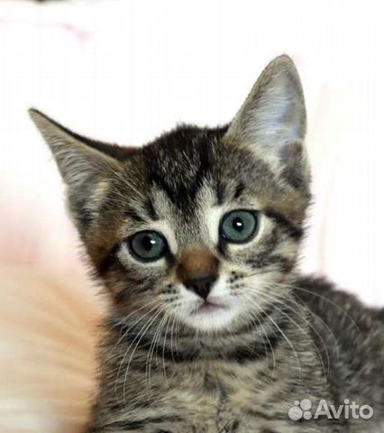 Котенок Яша