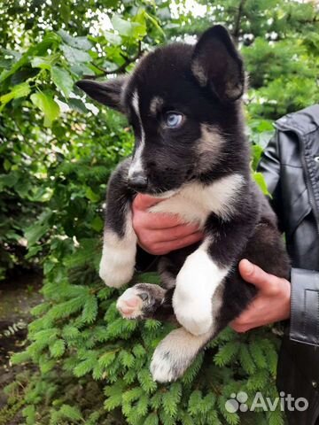 Хаски, овчарка, шепски