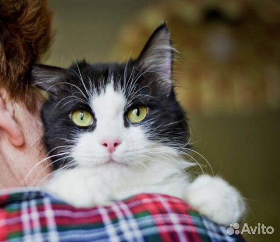 Бедная кошка сирота Зося в дар добрым людям