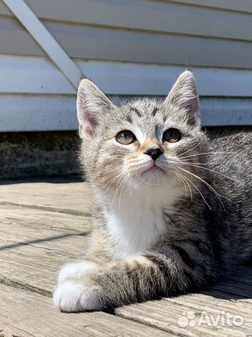 Котенок девочка в добрые руки