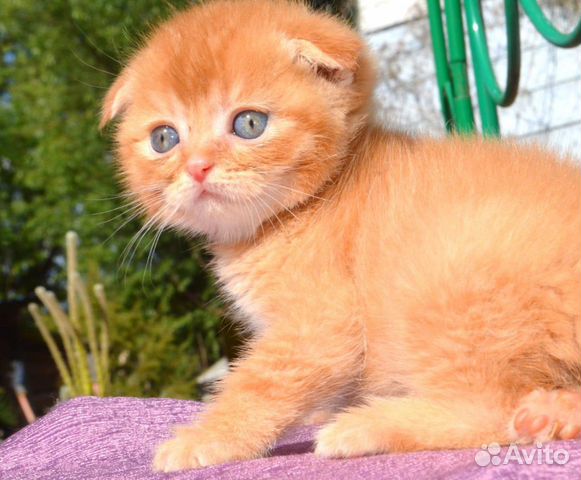 Котенок-огонек