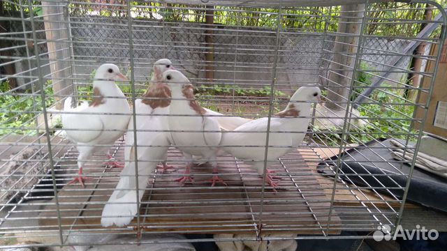 Голуби. Желтые гривуны