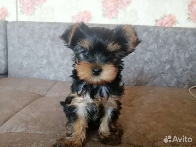 Йоркширский терьер