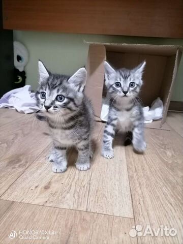 Котята бесплатно в дар