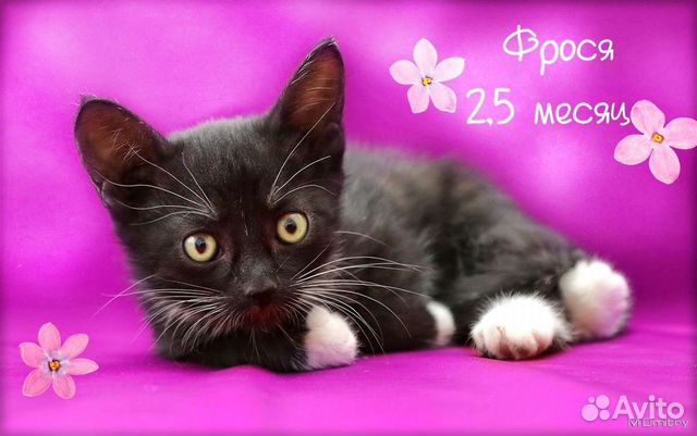 Настоящая леди ищет свою семью