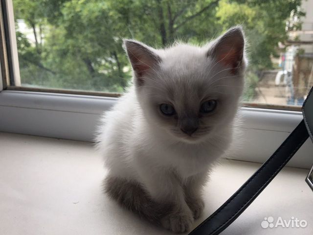 Шотландский котёнок