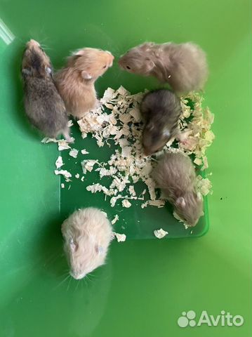 Сирийский хомяк