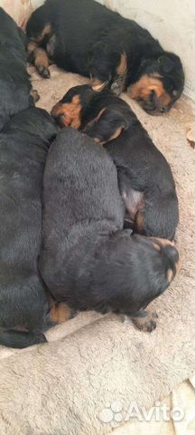 Щенки ротвейлера продажа