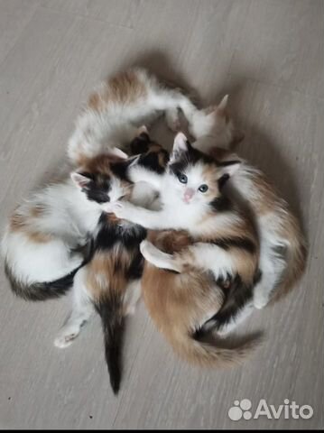 Котята 1.5 м в добрые руки