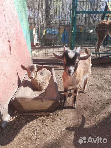 Коза, пони, еноты